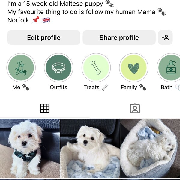 60 Black&white Dog Themed Instagram Story Highlight Covers, Dog ...