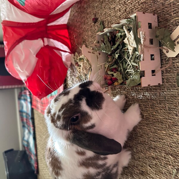 Flax Spray, Dried Flax Stems, Hamster Flax, Bird Flax, UK Farmer ...