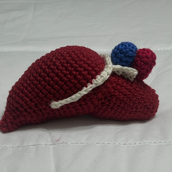 Crochet Anatomical Liver Pattern - Anatomy Learning Tool (PDF Pattern ...