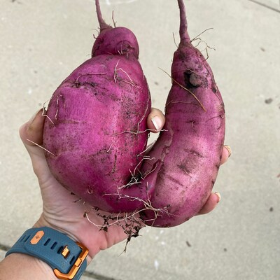 Purple Molokai Sweet Potato 5 Tip Cuttings/slips - Etsy