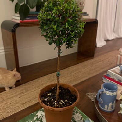 Scented Geranium Topiary Braid or Twist in a 6 Pot - Etsy