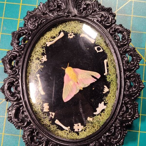 Deathtaxusa 90 Real Dried Mummified Dried Wind Solifugid Scorpion Camep ...