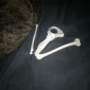 Taxidermy Mouse Head Mount Trophy Tiny Mouse or Rat Magnetic Victorian ...