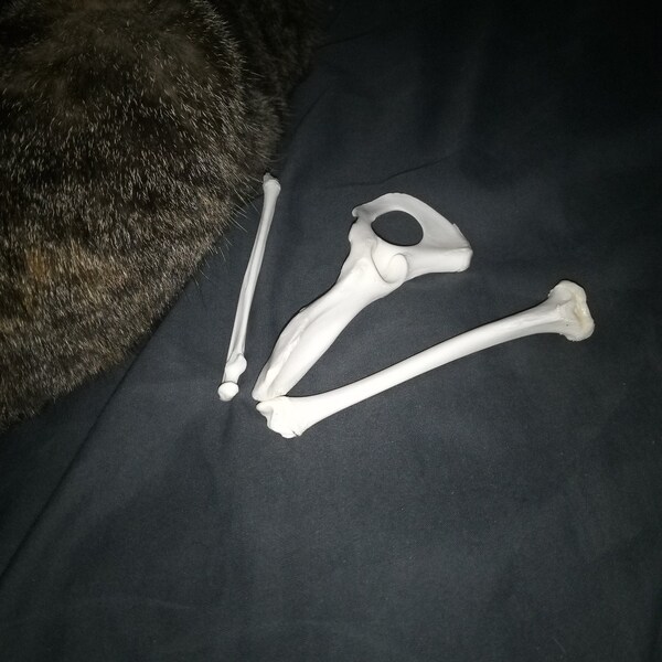 Mouse Skull Real Tiny Mouse Skulls Cleaned Whitened Reassembled ...