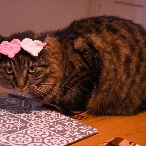 Heart Headband for Cats, Valentine's Day Cat Accessories, Cat Photo ...