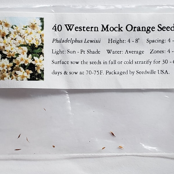40 WESTERN MOCK ORANGE Philadelphus Lewisii Native White Yellow Flower ...