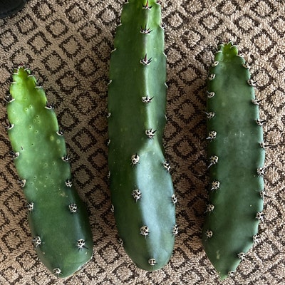 Euphorbia Bougheyi ribbon Cactus - Etsy