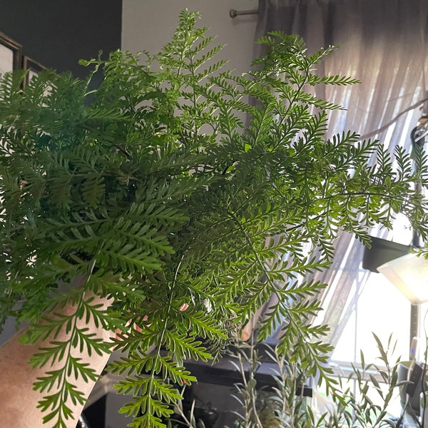 Austral Gem Fern Plant in 6 Inch Pot - Asplenium Bird's Nest - Etsy