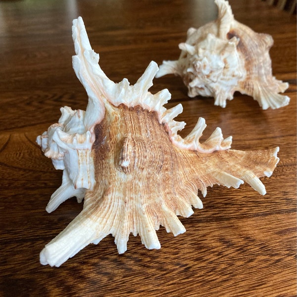 Sea Shells, Beach Home Decor, Large Sea Shells, Murex Ramosus Shell ...