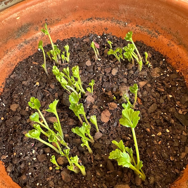 Mini Mighty Mouse Perennial Hosta. Super Cute. Starter Perennial Loves ...