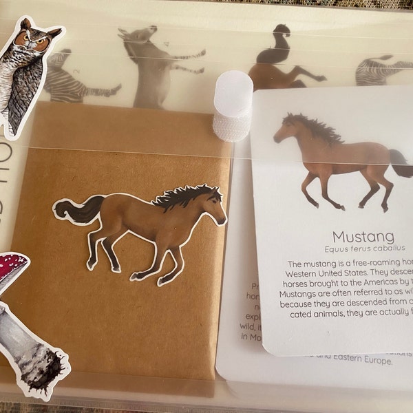 Horse Unit Study Physical Bundle - Etsy