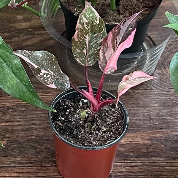 Philodendron Pink Princess Marble in 4" Pot, High Variegation - Etsy
