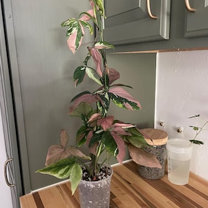 Syngonium Red Spot Tri-color Bushel of Plants Rare Plant Live Plant - Etsy