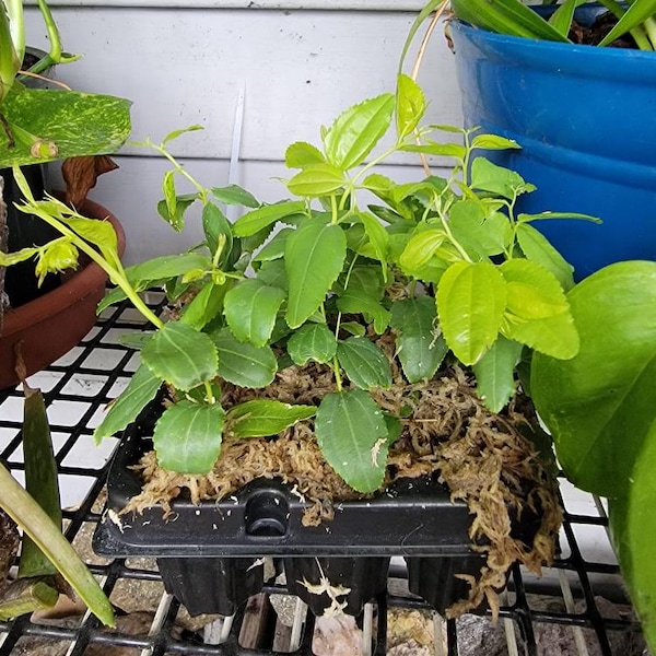 4 Pack: Kangaroo Paw A.K.A. Anigozanthos 'bush Ranger' | Drought ...