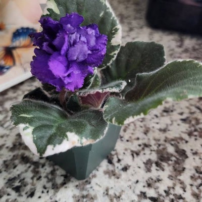 Micro Mini African Violet Teeny Bopper - Etsy
