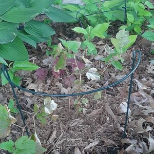 Pawpaw asimina Triloba 3 tubelings - Etsy