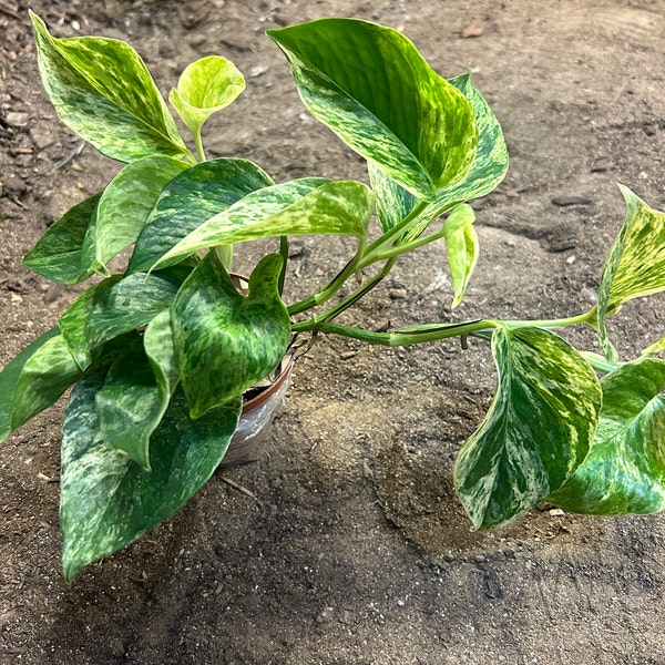 Marble Queen Pothos - Epipremnum Aureum - 4" From Myplants - Etsy