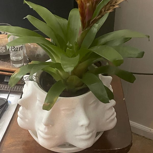 Modern Bubble Pot Vase No Drain/ Pot for Plants and Flowers / Chic ...