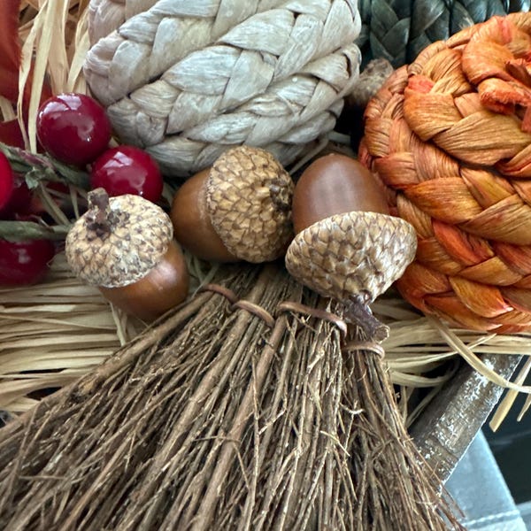 2025 Germinated Utah Red Oak Acorn Sprouted Sets for Growing Northern ...