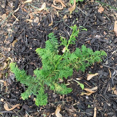 Spiraea Japonica 'lemon Princess' Live Plant - Etsy