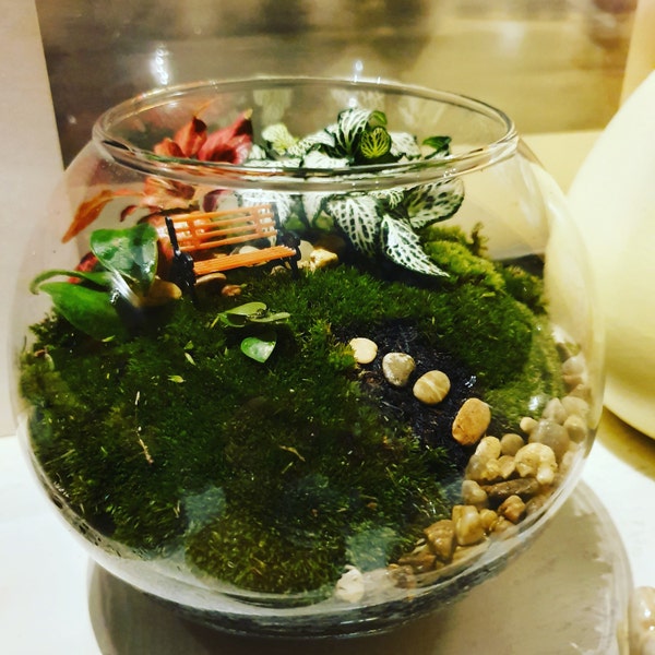 Terrarium Clay Pebbles: Natural Planter Drainage for Succulents & Moss ...