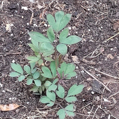 Culvers Root 'fascination' Purple Pink, Tall Flower Spikes, Butterfly ...
