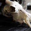 Goat Skull With Crippled Horns - Etsy