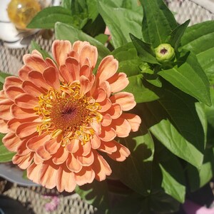 English Daisy Double Flower Mix Seeds Bellis Perennis B74 - Etsy