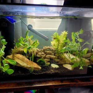 Starter Pack Live Aquarium Plant Aquatic Tropical Fish Java Moss Crypt ...
