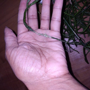 Rhipsalis Burchellii Mistletoe Cactus Spaghetti Cactus Rhipsalis ...