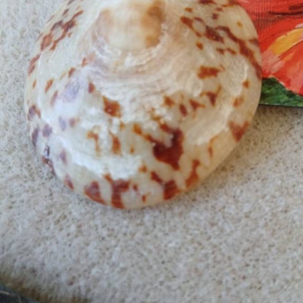 Laiki Miter Hawaiian Seashells Shells From Kauai - Etsy