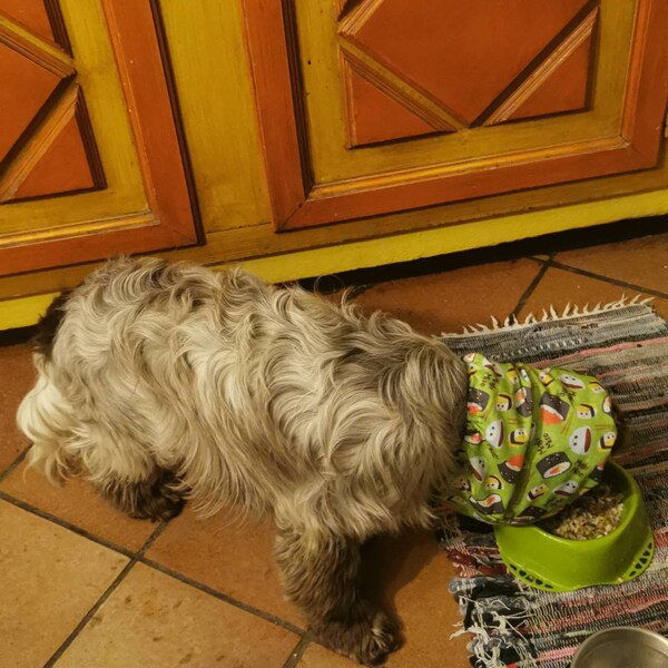 Waterproof Thick Dog Snood , Swimming Cap for Dog , Dog Hat for Snow - Etsy