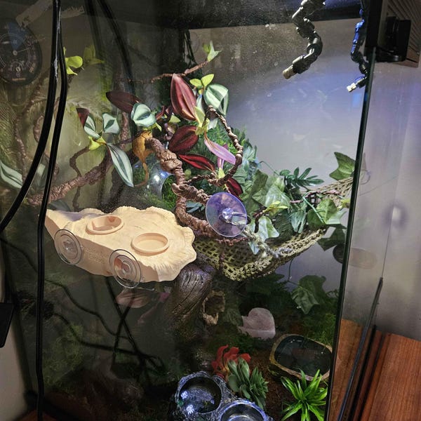 Pink Princess Philodendron Ledge for 0.5oz Deli Cup Crested Gecko ...