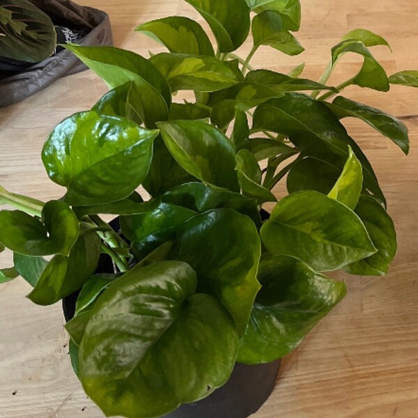 Fiddle Leaf Fig Tree Enamel Pin | Plant-inspired, Patches, Plant Lover ...