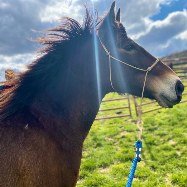 THIN Rope Halters, Mini Halter, Trail Halter - Etsy