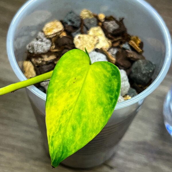 RARE “happy Day” - Japanese Pothos From Central Flower Nursery - Etsy