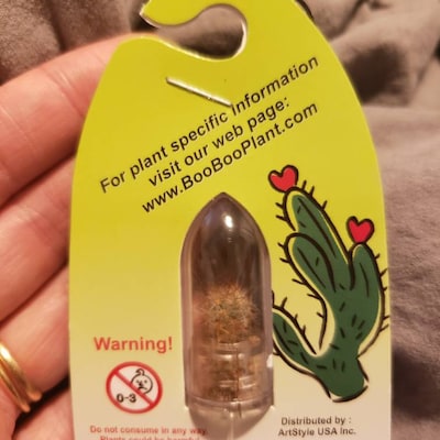 Palms Cactus Live Cacti Terrarium Flower Cactus Miniature Living ...