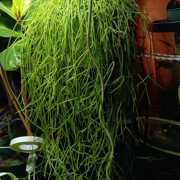 4 Monstera Peru Pot Karstenianum Plant Big Foliage Leaves Fully Rooted ...