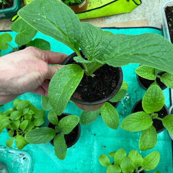 75+ Borage Flower Seeds (borago Officinalis) | A Medicinal Herb ...