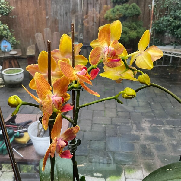 Rlc. Sung Ya Green 'mailman' (2.5” Pot) - Etsy