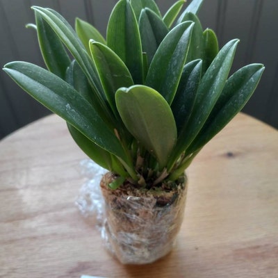 Trisetella Abbreviata Miniature Orchid Intermediate/cool Grower ...