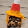 Birthday Tortoise Costume, Party Hat for Turtle, Turtle Birthday ...