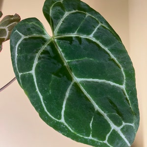 Epipremnum Aureum japanese Global Pothos Fully Rooted Extremely Rare ...