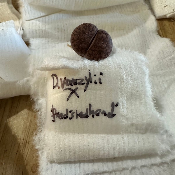 Plant -1-dinterops（ D.vanzylii × “fred's Redhead”） - Etsy