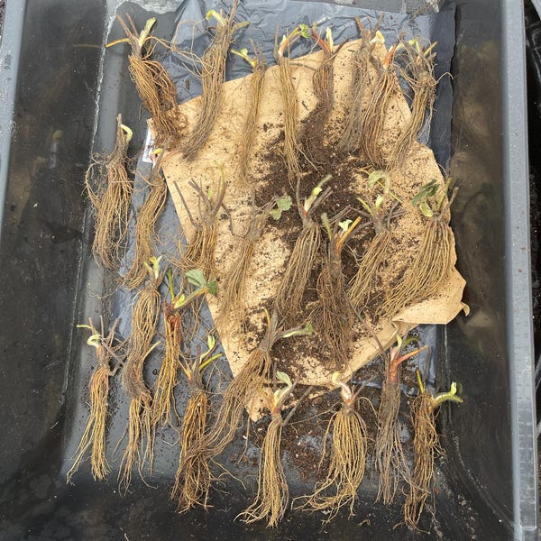 5 Raspberry Plants Joan J Completely Thornless, Everbearing, High ...