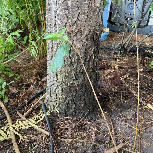 Canoe Birch Tree (3 Pack), Betula Papyrifera, Paper White Birch, White ...