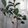 Camellia Sinensis live Tea Plant Propagated From Plants at Former ...