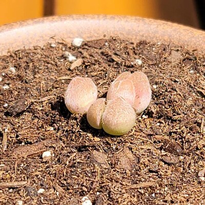Live Plant Extreme Rare Succulents Conophytum Chrisocruxum - Etsy