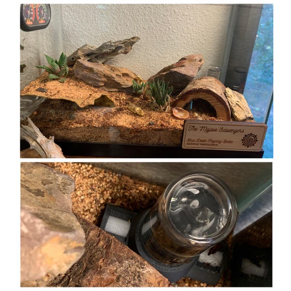 Wicking Water Feeder Trough for Small Pets Insects, Spiders, Tarantulas ...