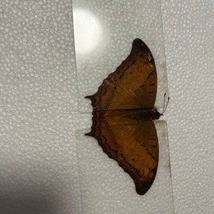 Butterfly Mounting Kit for Beginners, With Real Butterflies and Tools ...